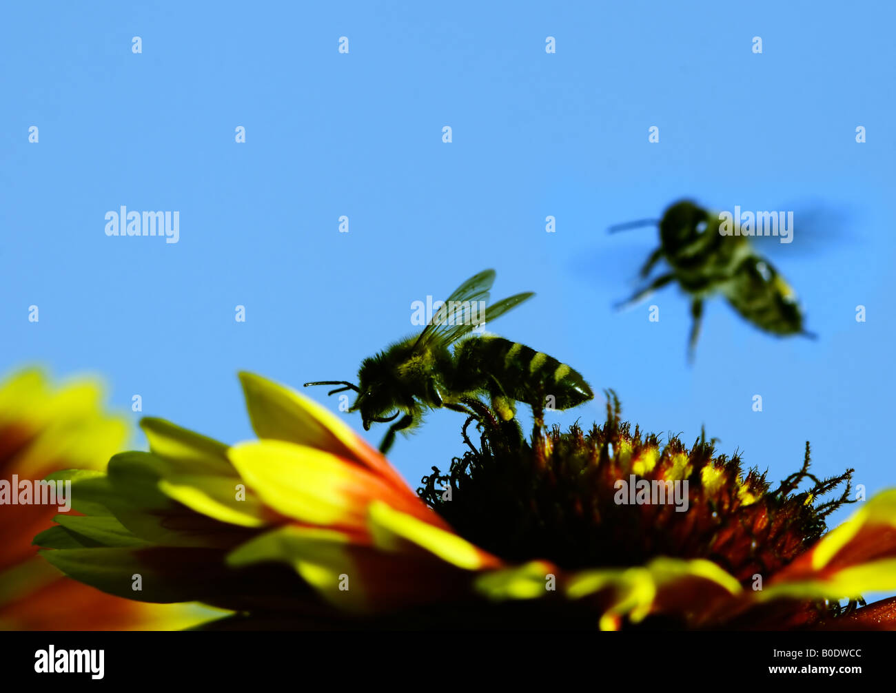 two bees working together Stock Photo - Alamy