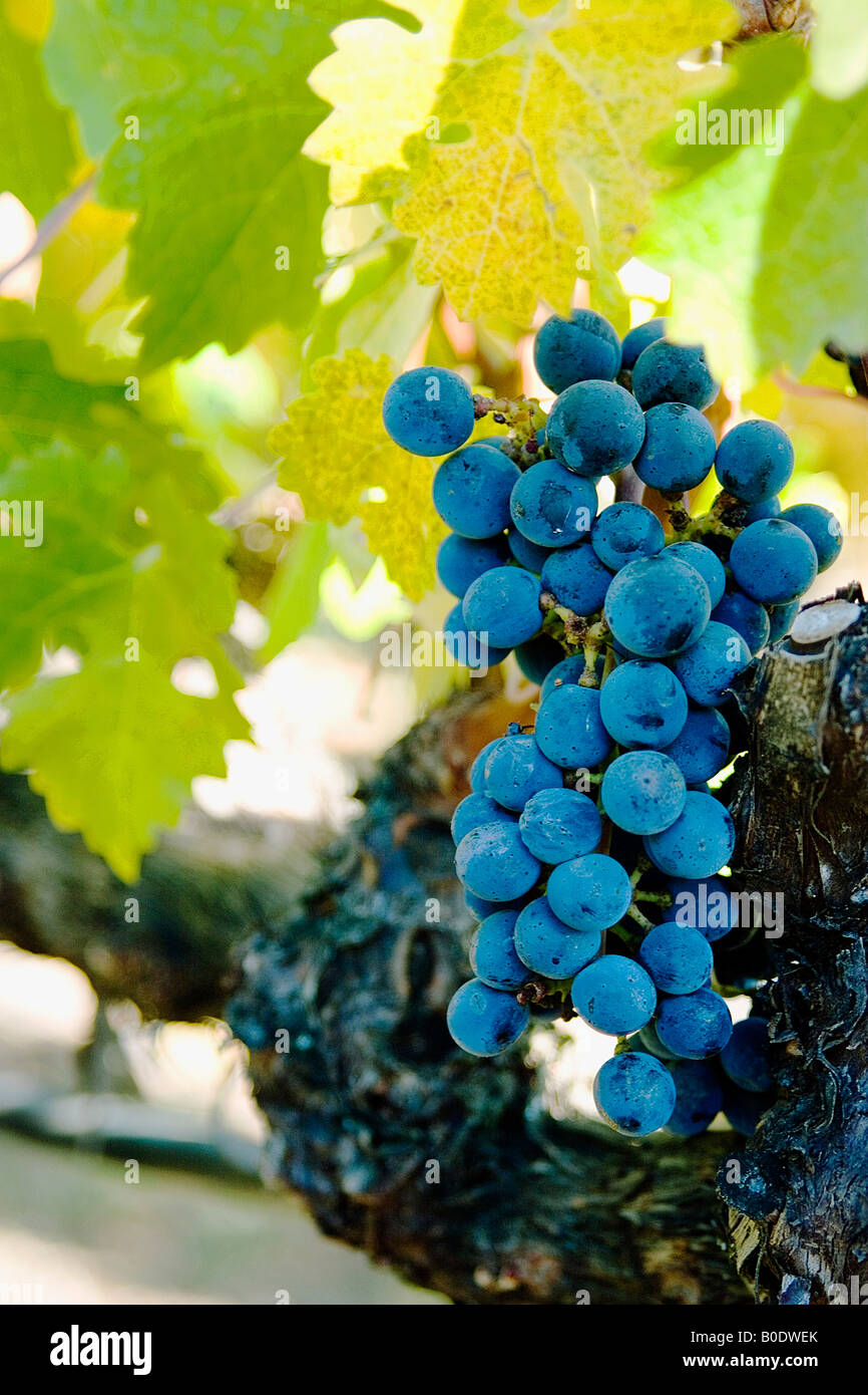 Merlot vineyard hi-res stock photography and images - Alamy