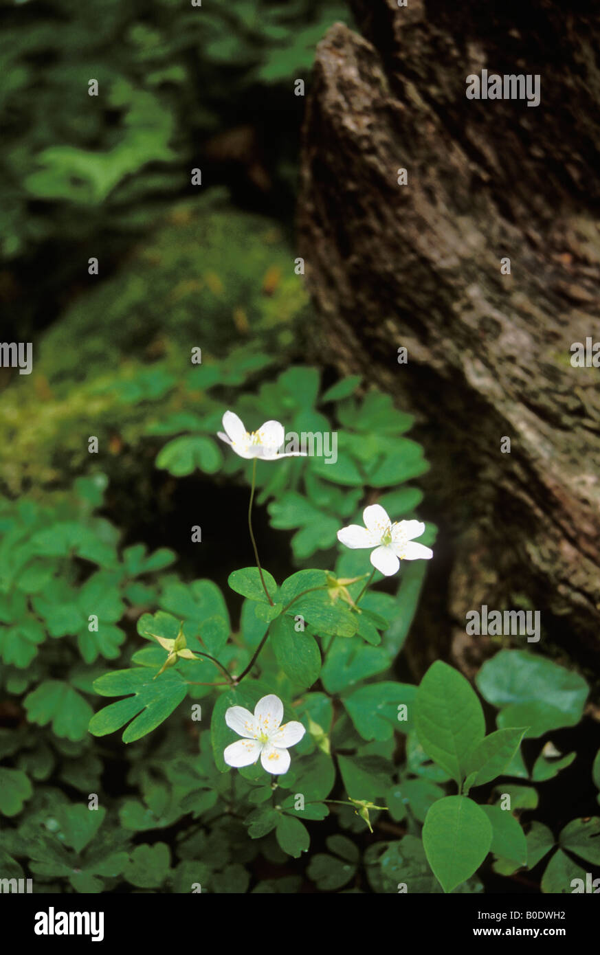 False Rue Anemone Growing at Hemlock Cliffs Hoosier National Forest ...