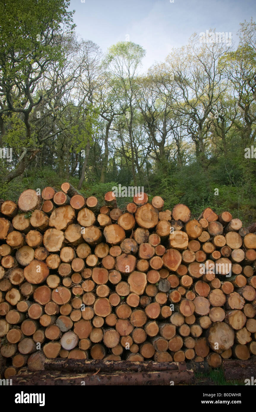 harvested soft wood cut into lengths and stacked in piles ready for ...