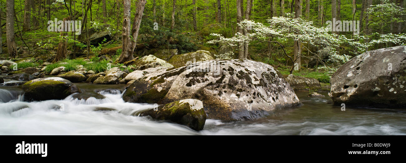 Panorama of Spring Dogwoods on the Middle Prong of the Little River in ...