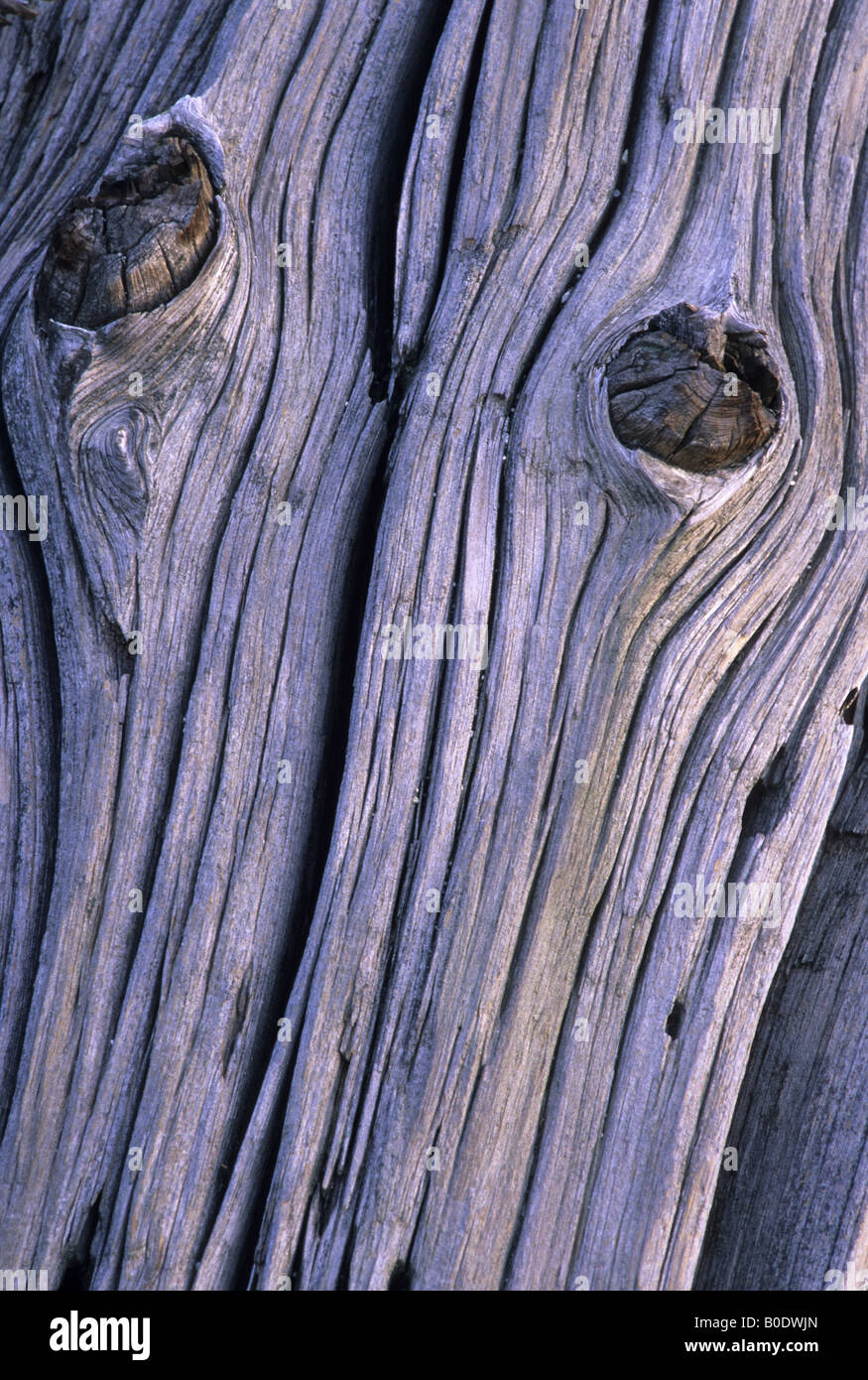An illusion of a face appears on a weathered log Stock Photo - Alamy