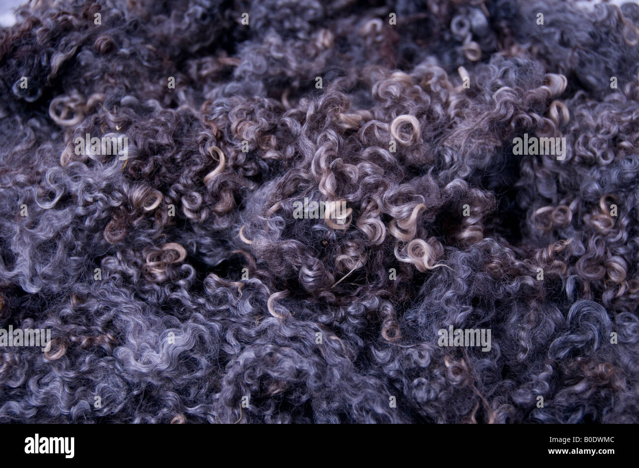 Black wool from black sheep hi-res stock photography and images - Alamy