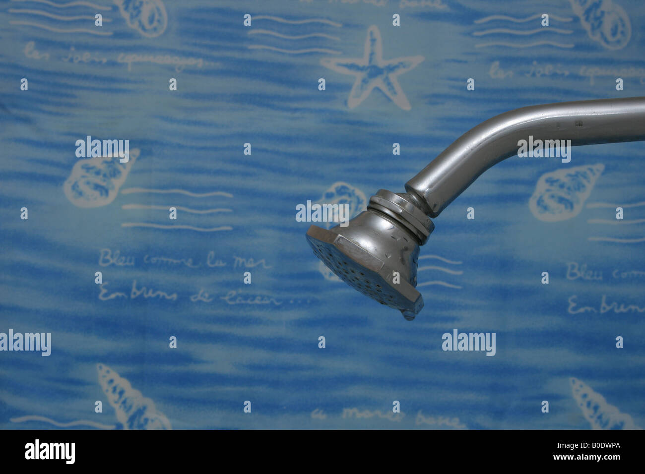 Shower rose with water drip Stock Photo - Alamy