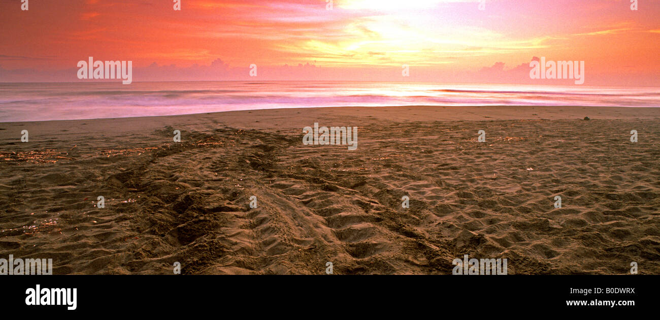 Leatherback turtle costa rica hi-res stock photography and images - Alamy