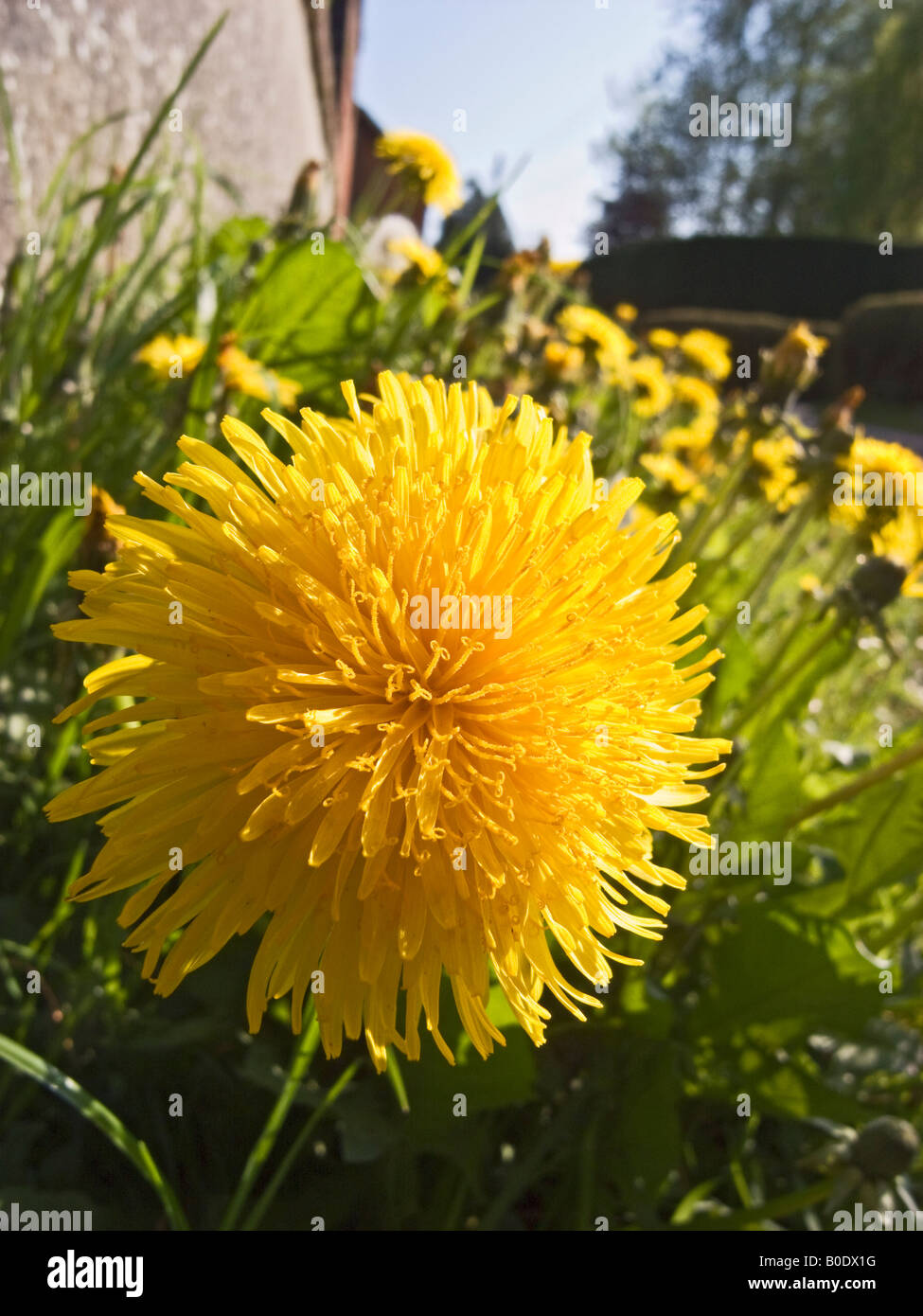 Common dandelion wild flower by roadside Stock Photo - Alamy