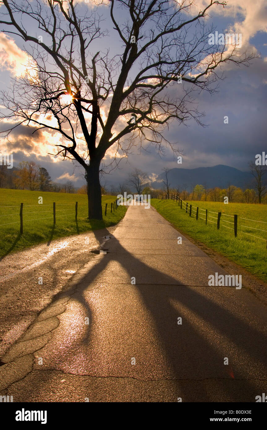 Tree shadow on Cades Cove loop road Stock Photo - Alamy