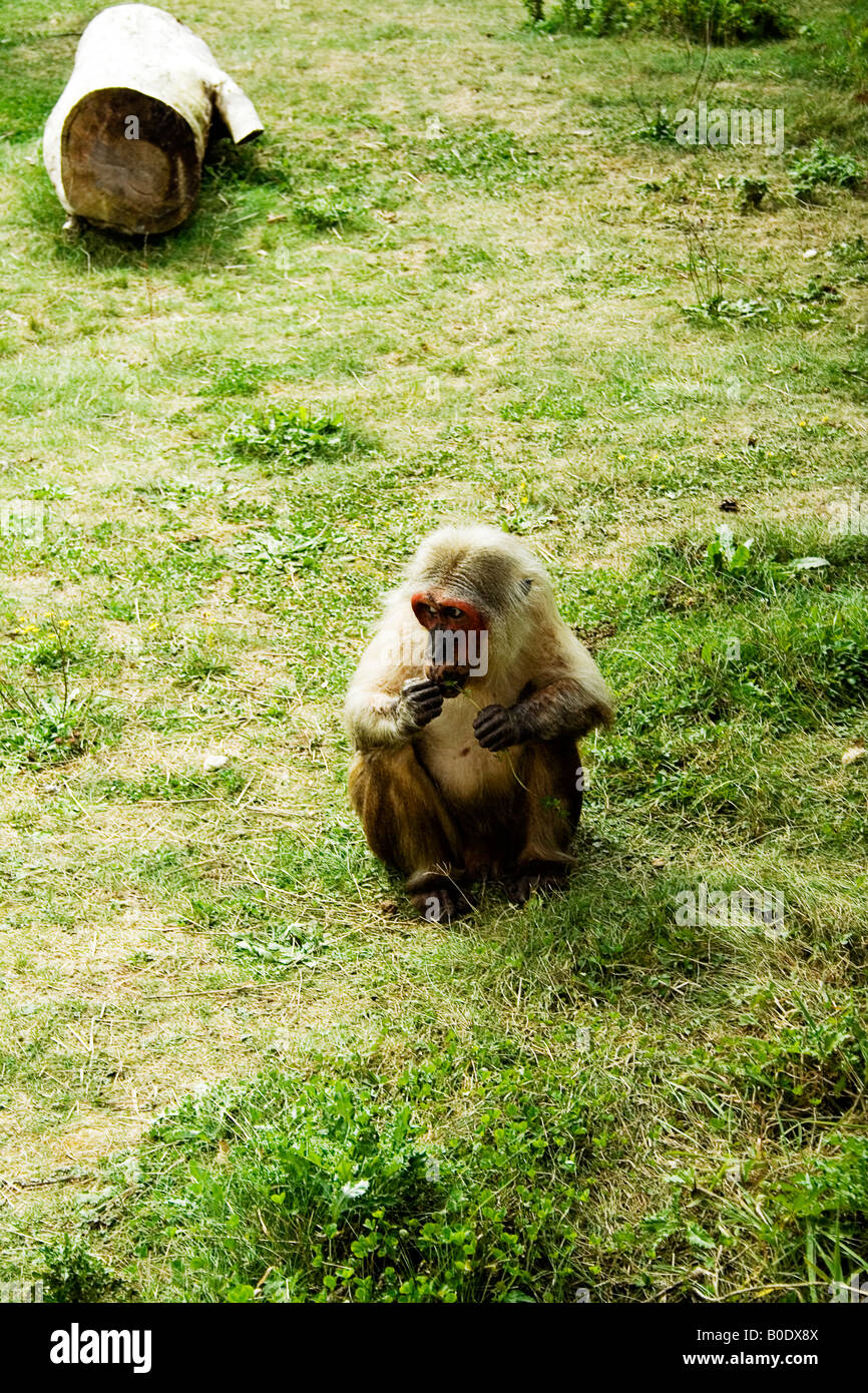 Timid monkey hi-res stock photography and images - Alamy