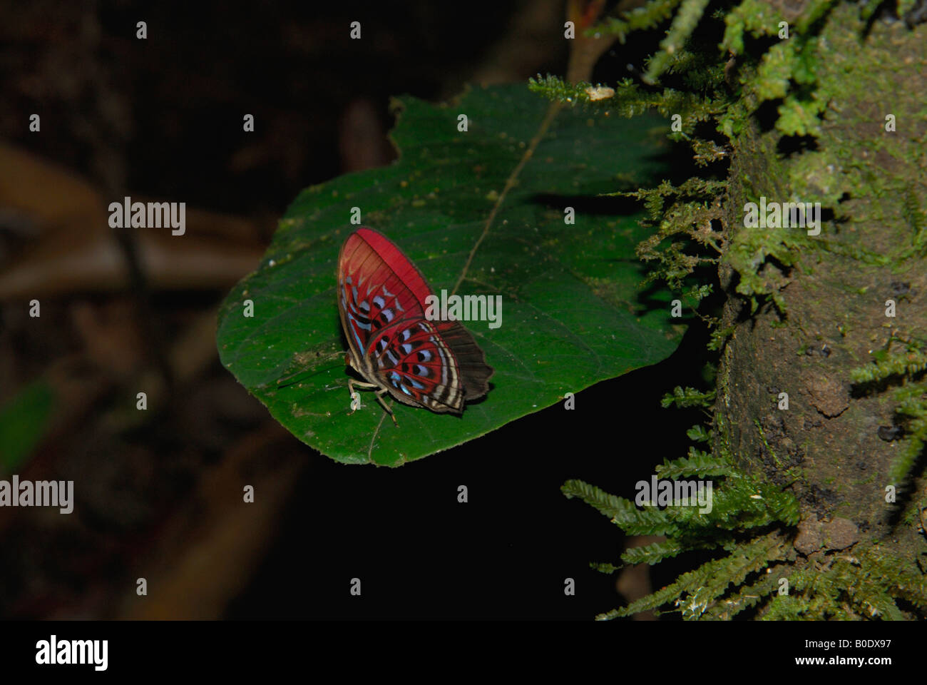 Butterfly at Sukau,Sabah,Borneo Stock Photo - Alamy