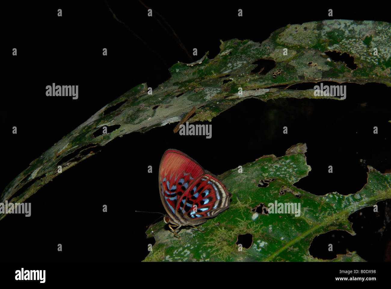 Butterfly at Sukau,Kinabatangan,Sabah,Borneo Stock Photo - Alamy