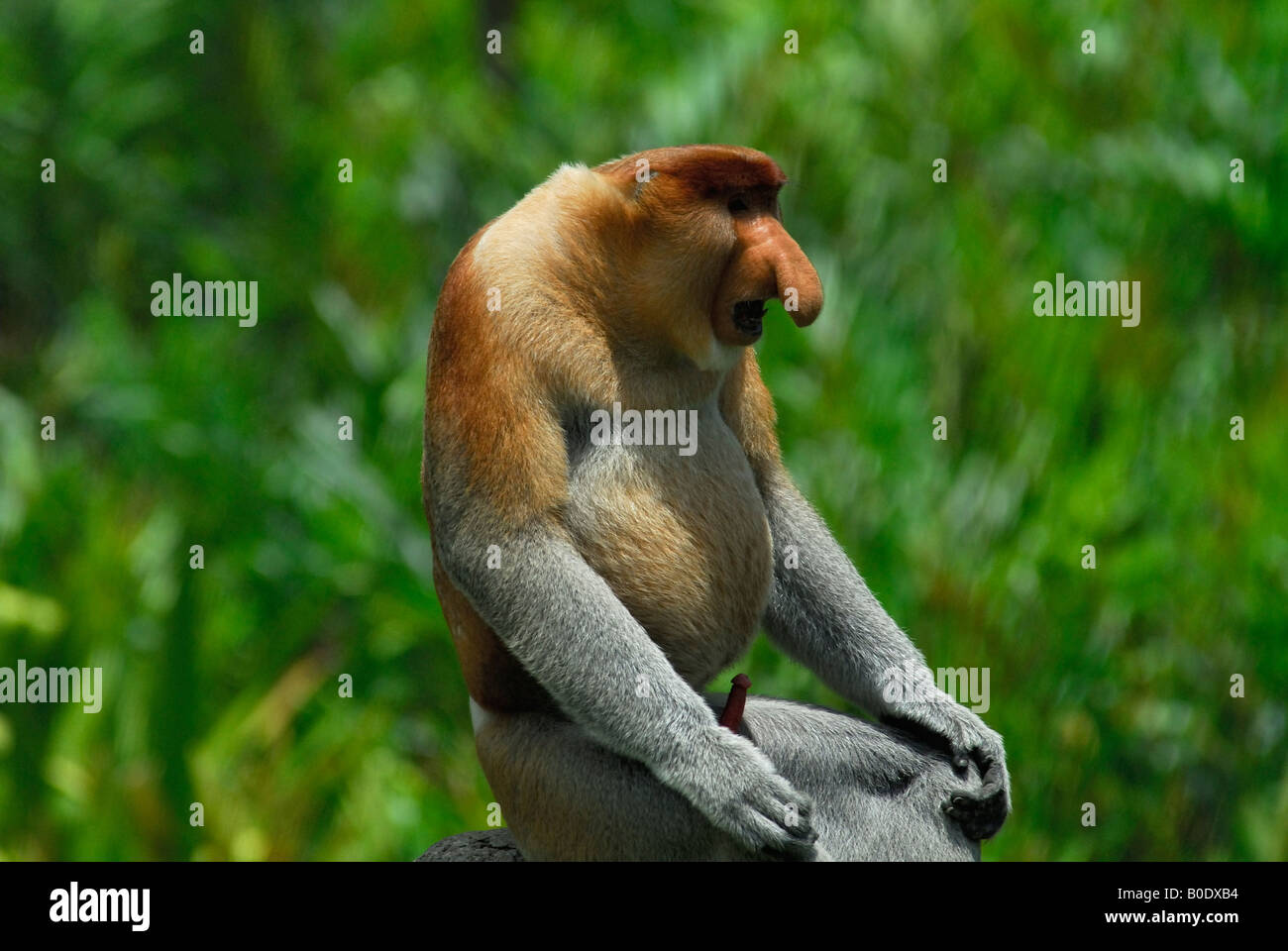 Alpha male proboscis showing aggression,Sabah,Borneo Stock Photo - Alamy