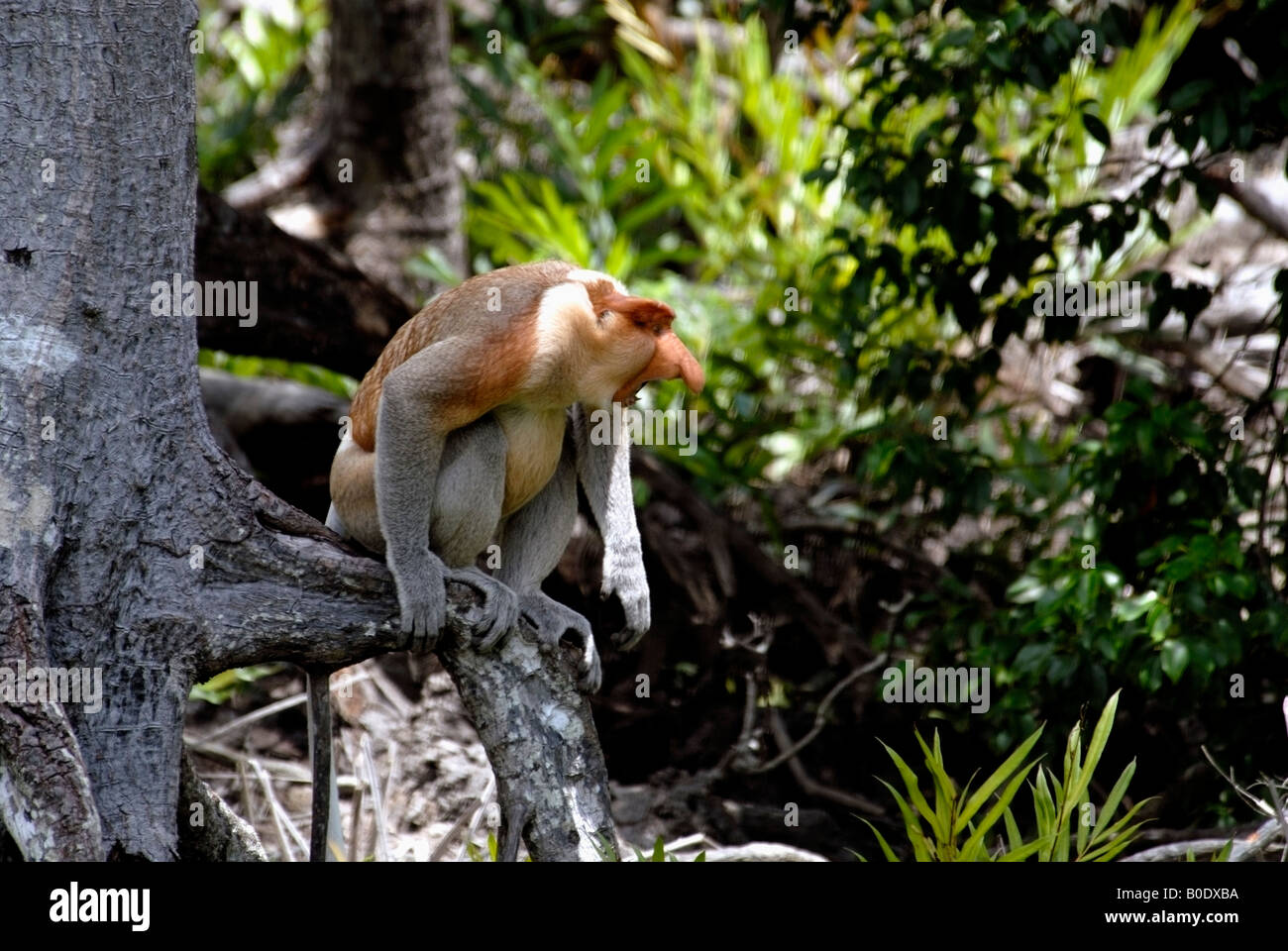 Alapha male proboscis monkey showing aggression,Sabah,Borneo Stock ...