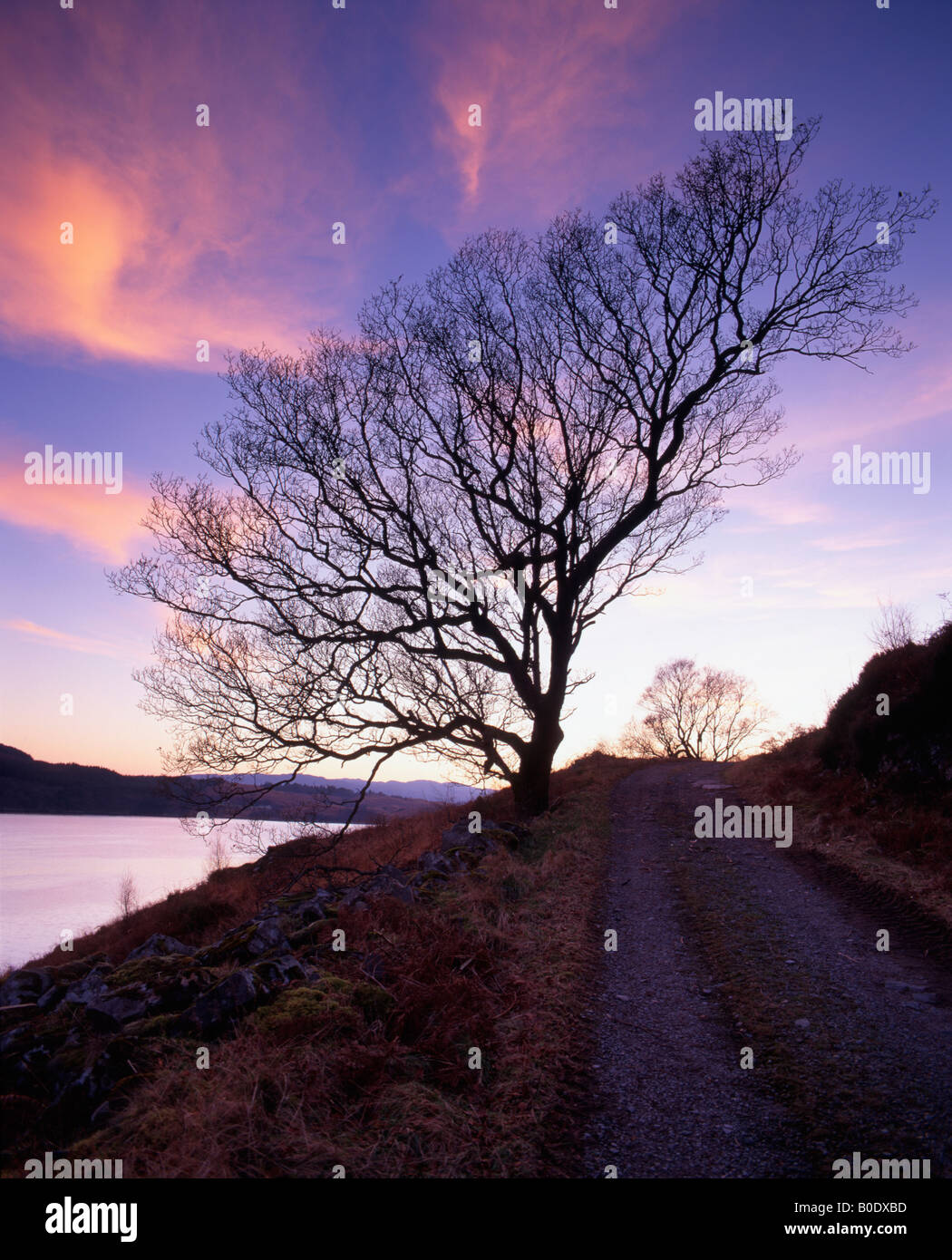 Tree silhouette at sunset on the shore of Loch Etive, Argyll, Scotland ...