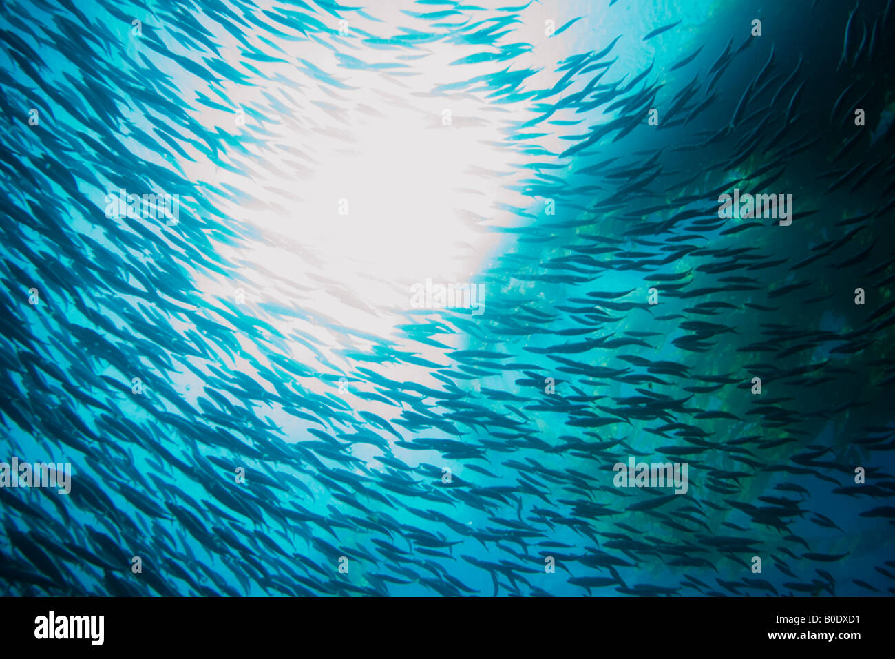 School of Jack Mackerel (Trachurus symmetricus) around the sun Stock ...