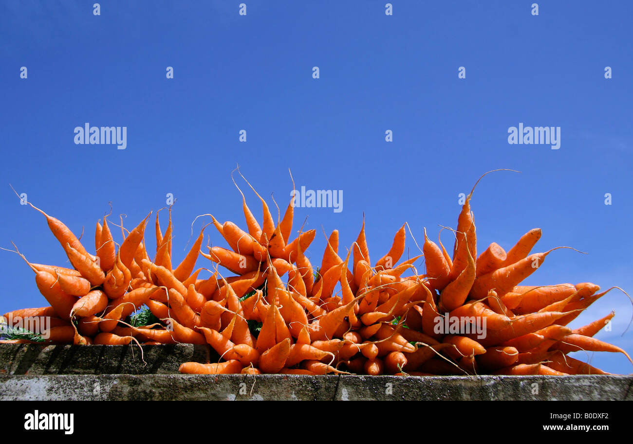 carrot display on blue sky Stock Photo - Alamy