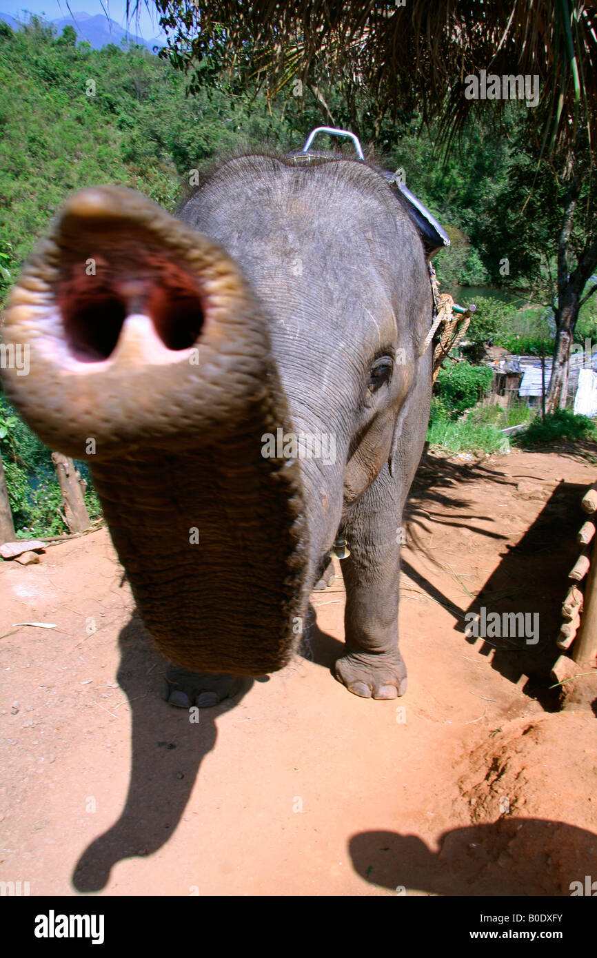 elephant playing with its trunk Stock Photo - Alamy