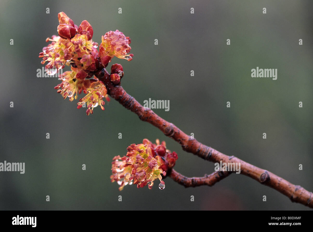Raindrops on maple catkins Stock Photo - Alamy