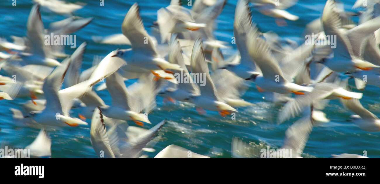 Puget sound shore hi-res stock photography and images - Alamy