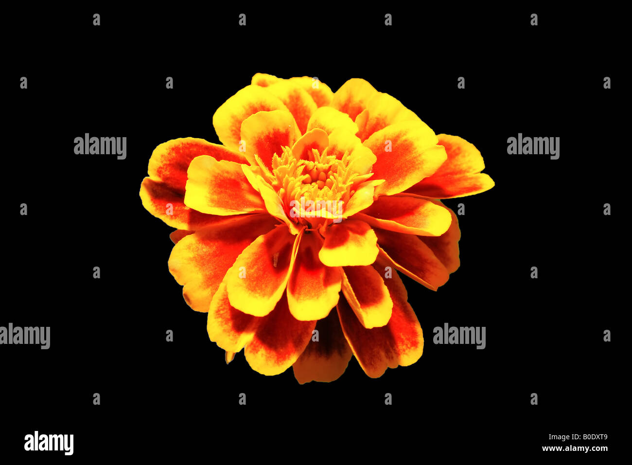 Shallow depth field orange flower Cut Out Stock Images & Pictures - Alamy