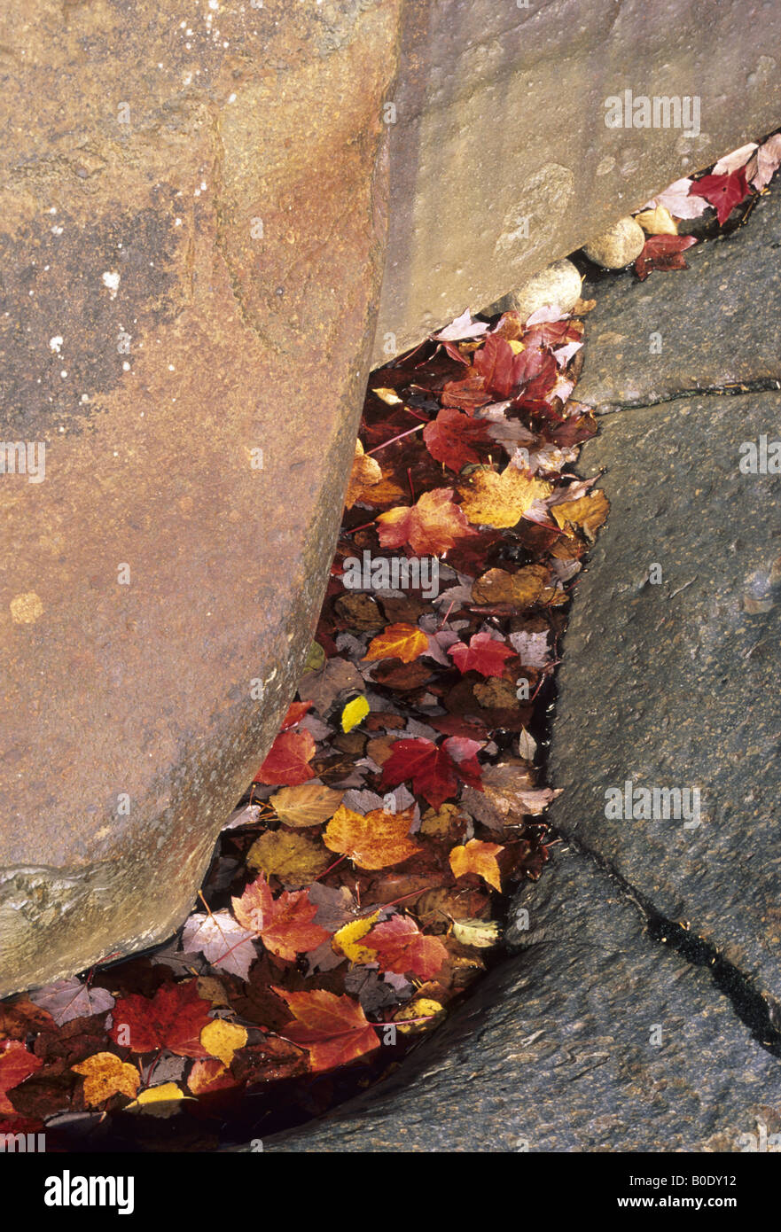 Fallen leaves collect in small pool of water Stock Photo - Alamy