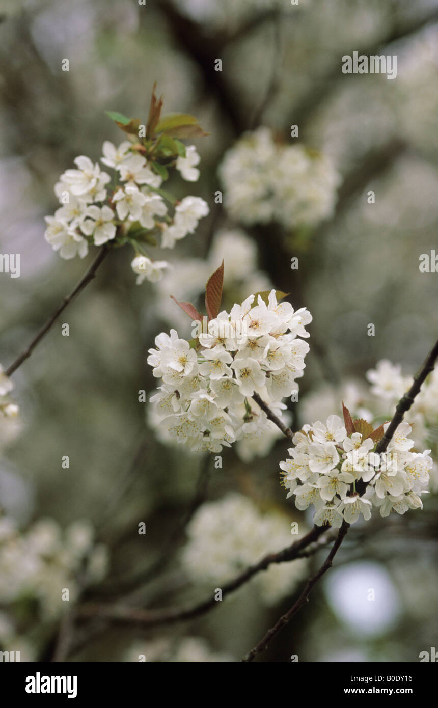 White prunus avium wild hi-res stock photography and images - Alamy