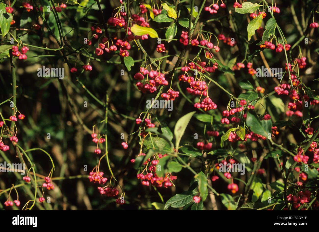 Spindleberry hi-res stock photography and images - Alamy