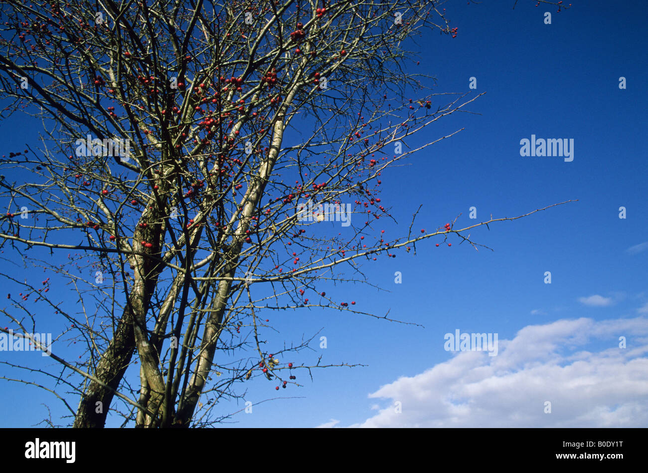 Hawthorn (Crataegeus monogyna) tree with berries against a blue late ...