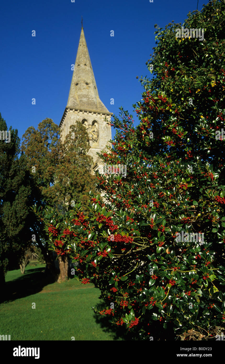 Holly tree covered in berries in a church yard near Gillingham Dorset ...