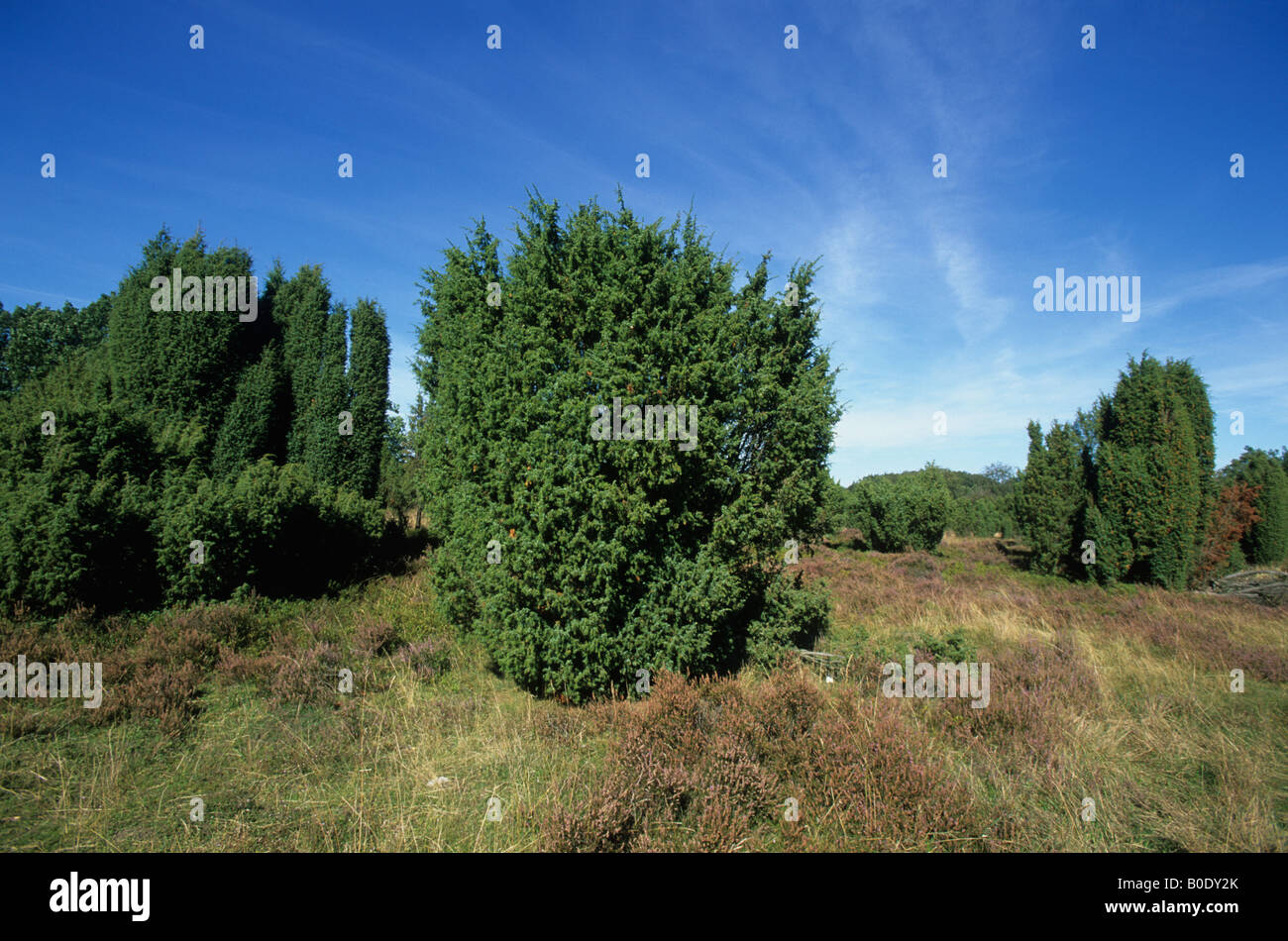 wild juniper trees growing on Luneburg Heath in Germany Stock Photo - Alamy