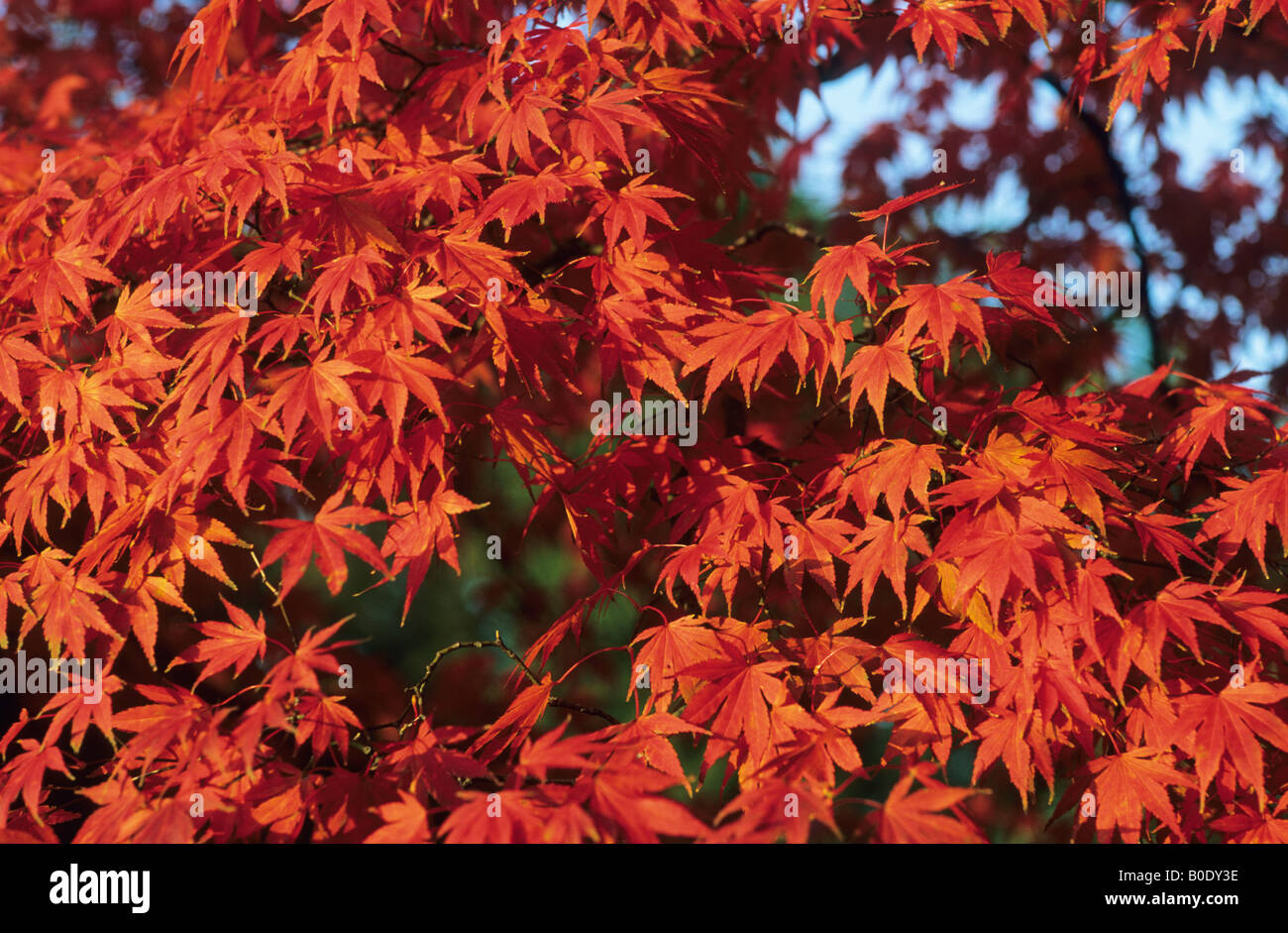 Acer species in brilliant red autumn colour Stock Photo - Alamy
