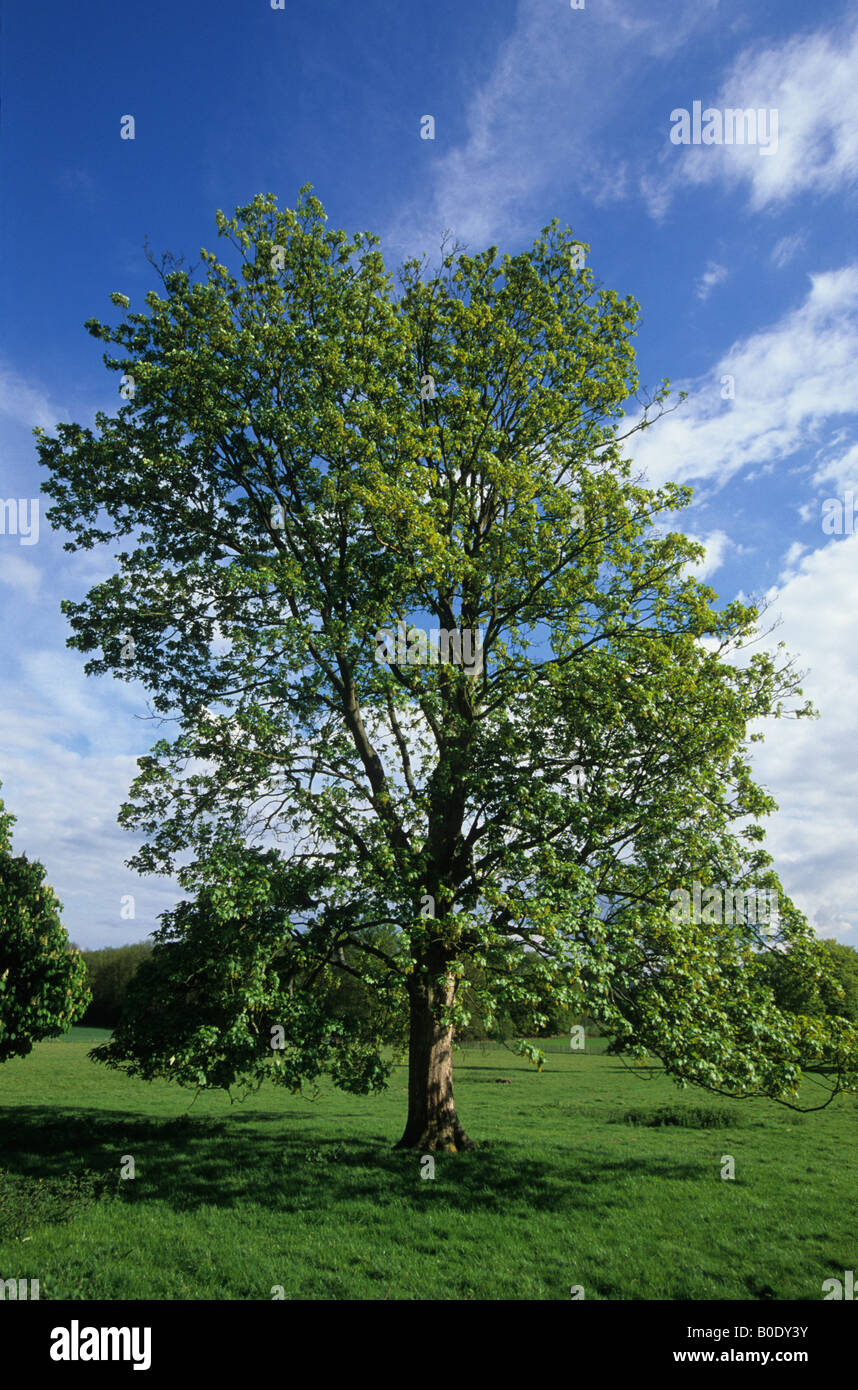 Large Sycamore Tree High Resolution Stock Photography and Images - Alamy