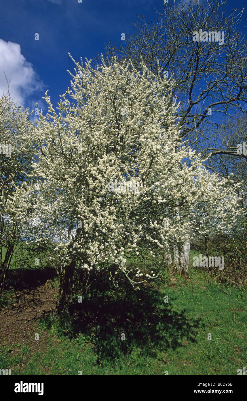 Blackthorn tree in full blossom in Dorset hedgerow Stock Photo - Alamy