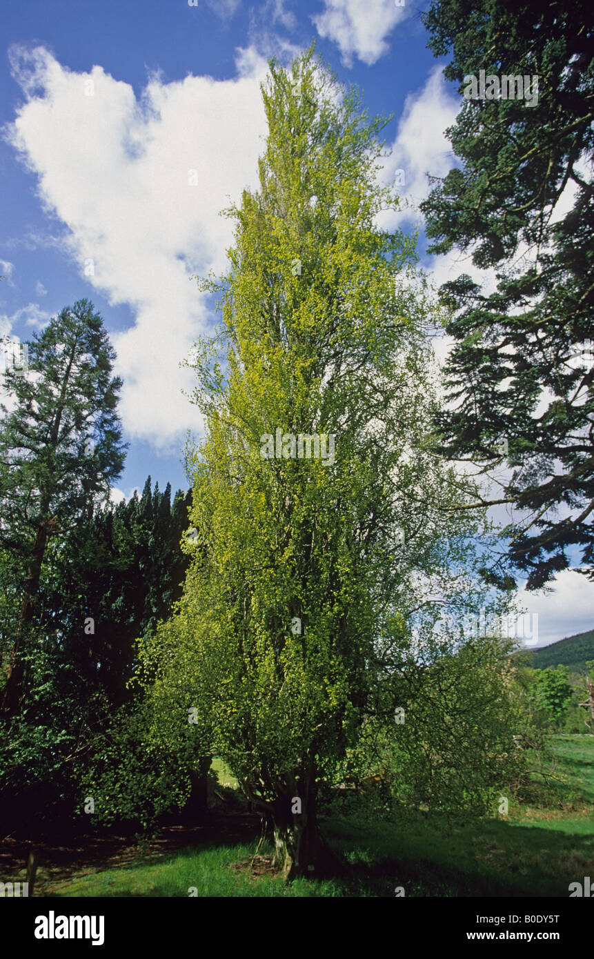 The first Dawyk beech (Fagus syvaltica "Dawyk") at Dawyk House with its ...