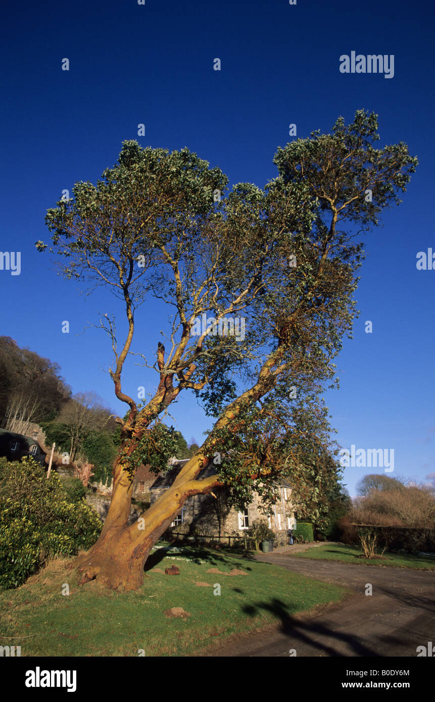 Madrona or strawberry tree Arbutus menziesii growing near Aberfeldy in ...
