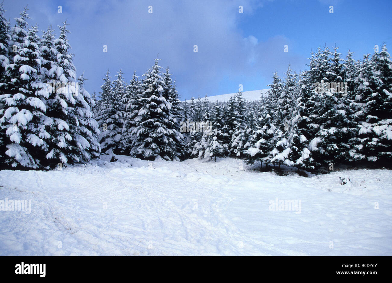 Norway spruce plantation in the highlands of Scotland in the snow Stock ...