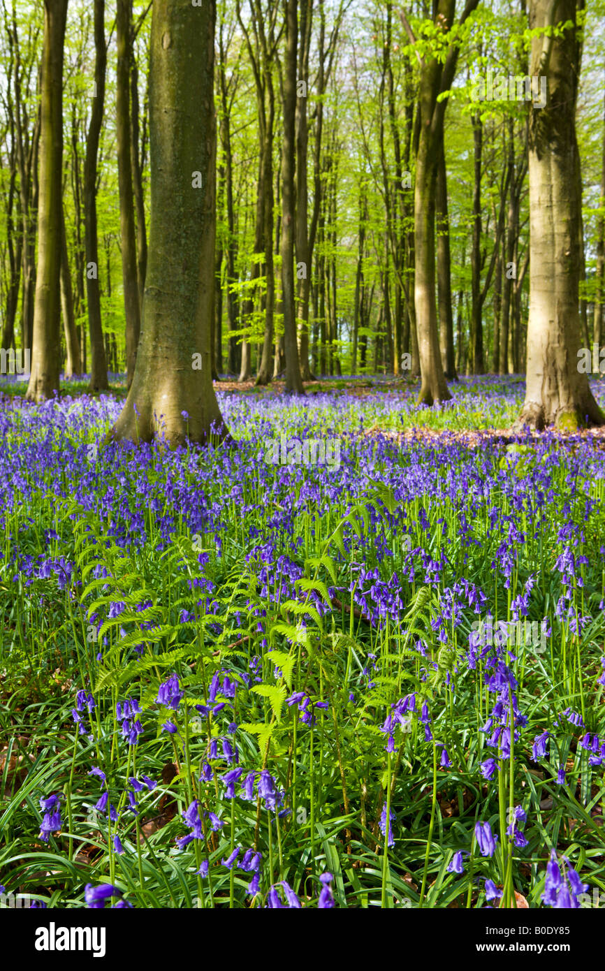 Bluebell woodlands in Micheldever Wood Hampshire England Stock Photo ...