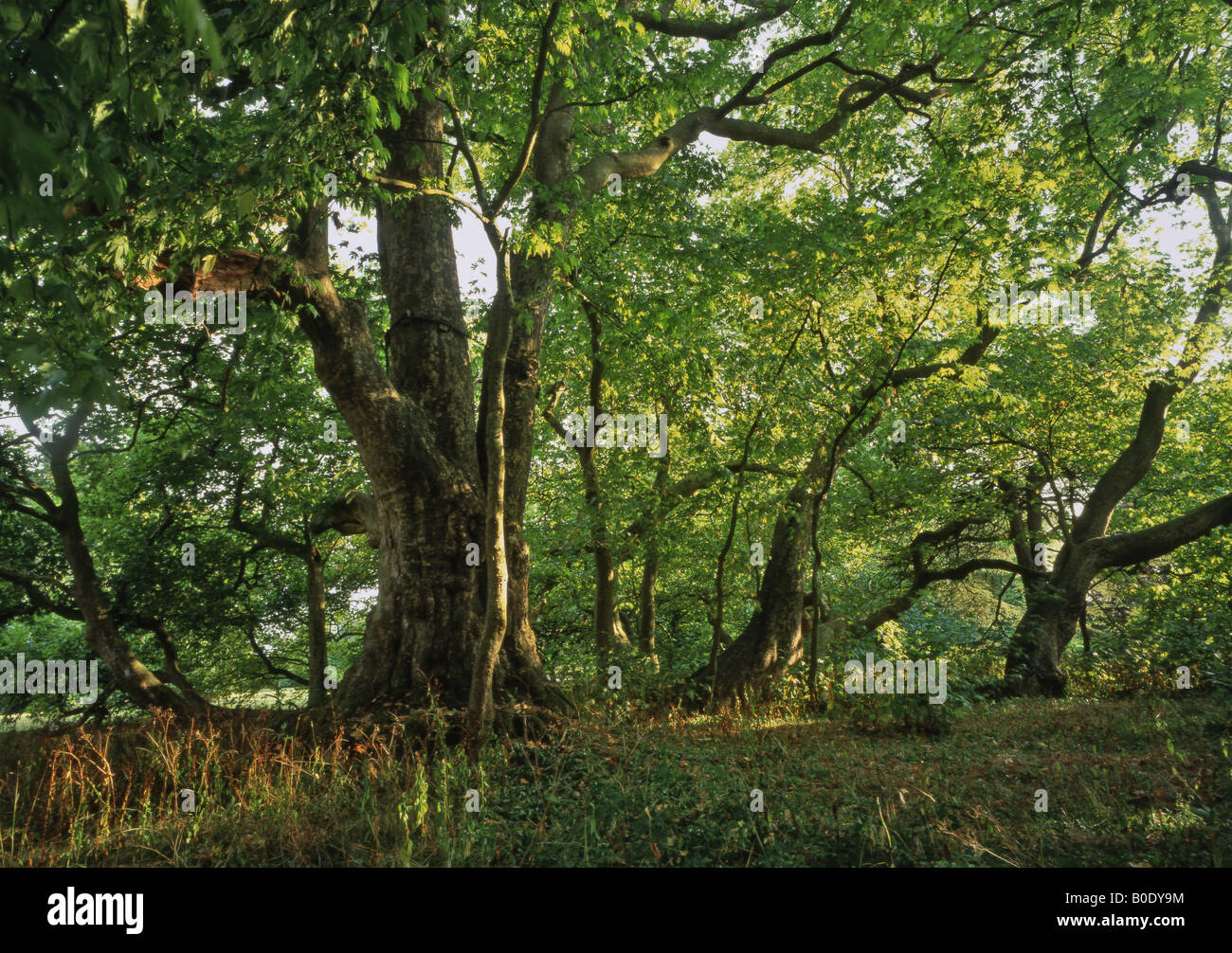 Britain's largest oriental plane tree in Wiltshire whose canopy covers ...