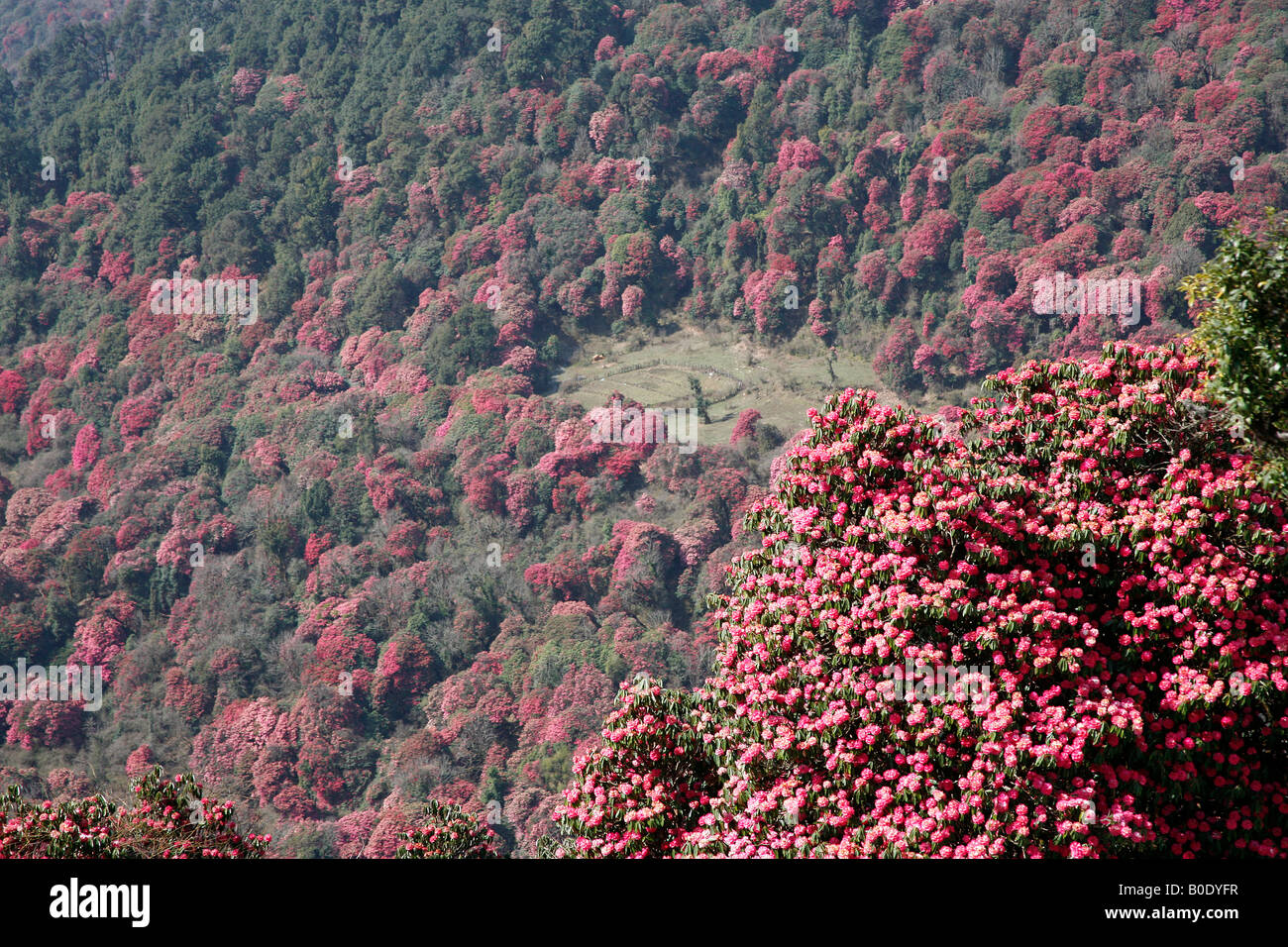 Rhododendron forest nepal hi-res stock photography and images - Alamy