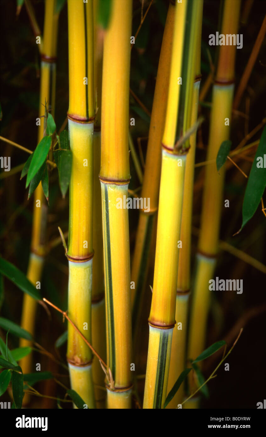 New canes of Phyllostachys aureosulcata Spectabilis. Bamboo Stock Photo ...