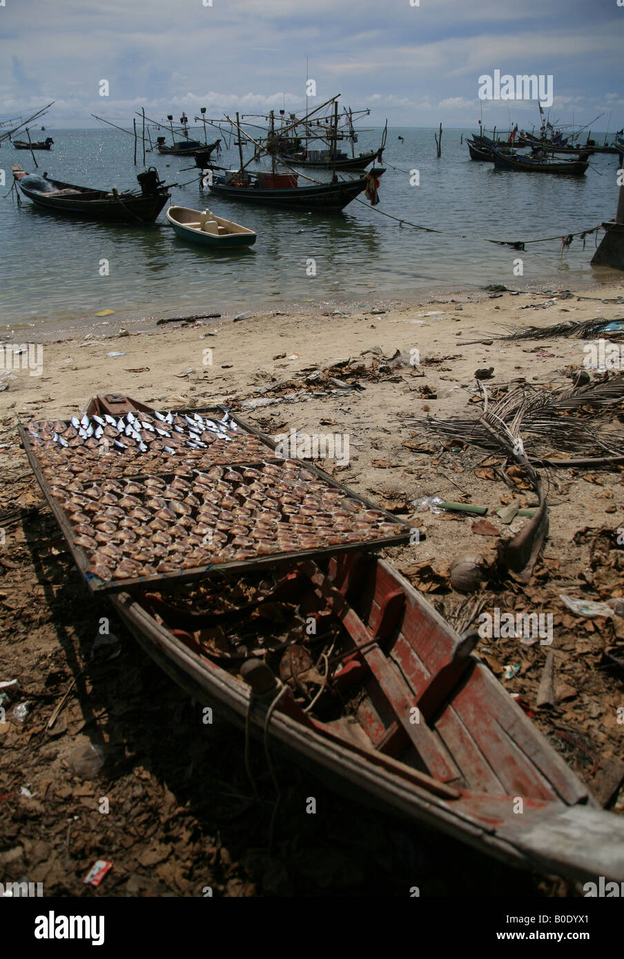 freshly dried fish koh samui thailand Stock Photo - Alamy