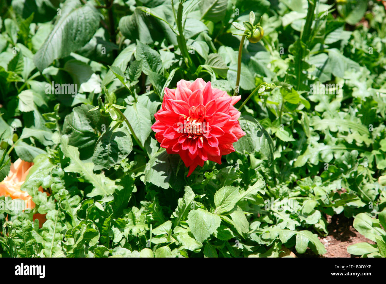 Asteraceae dalia hi-res stock photography and images - Alamy