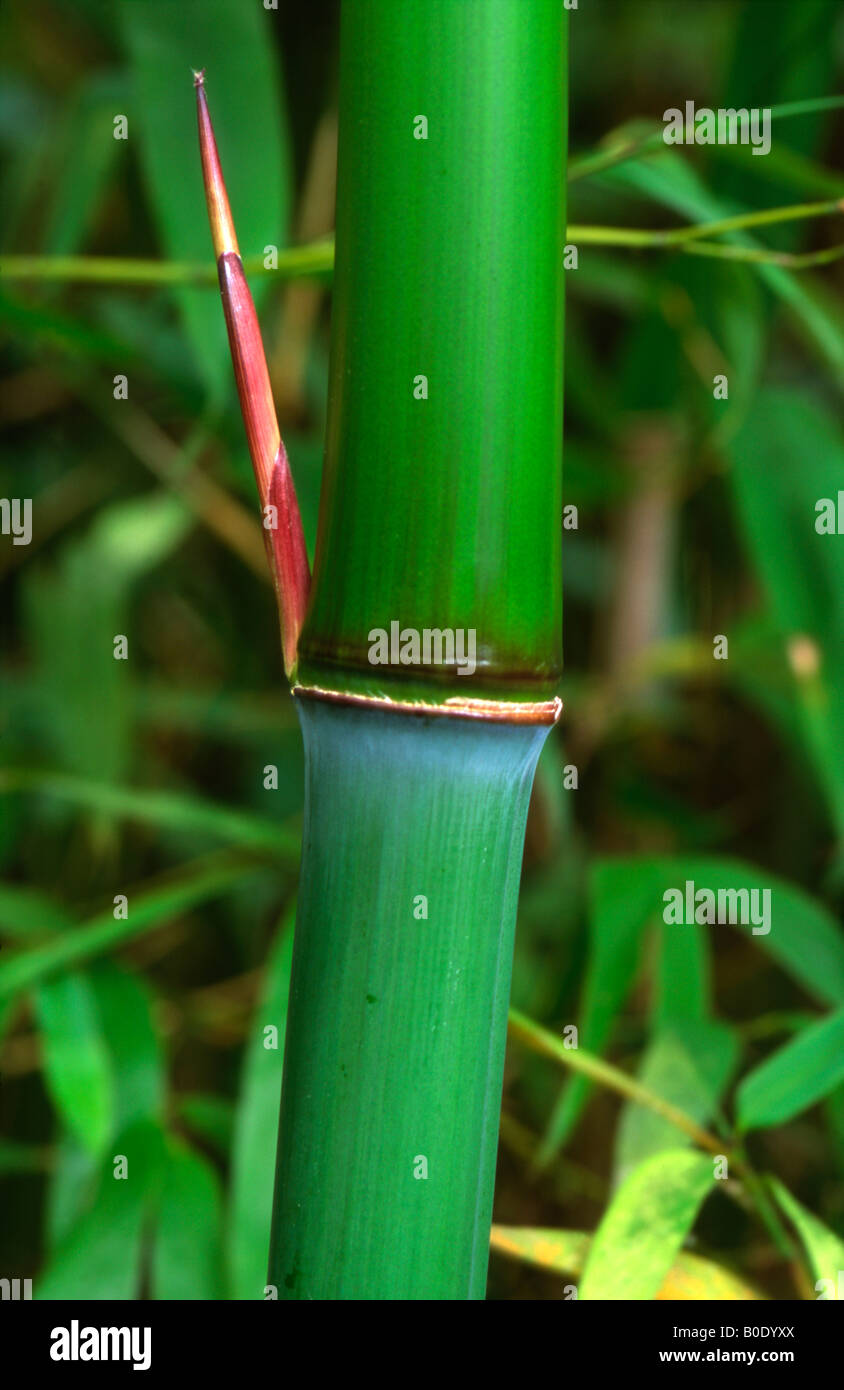 Emerging branch and node on a cane of Phyllostachys iridescens. Bamboo ...