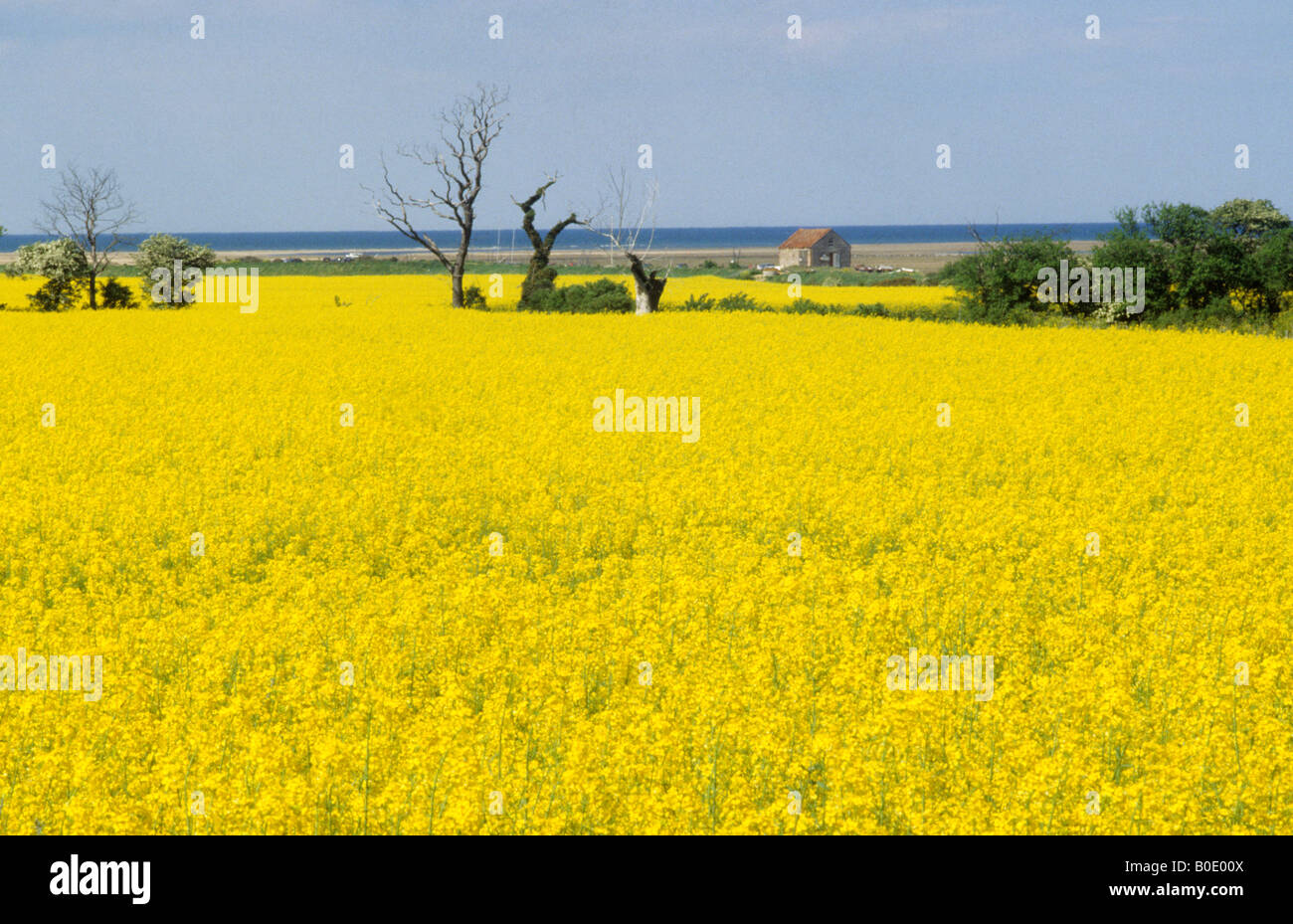Oil Seed Rape crop Thornham Norfolk English landscape yellow ...