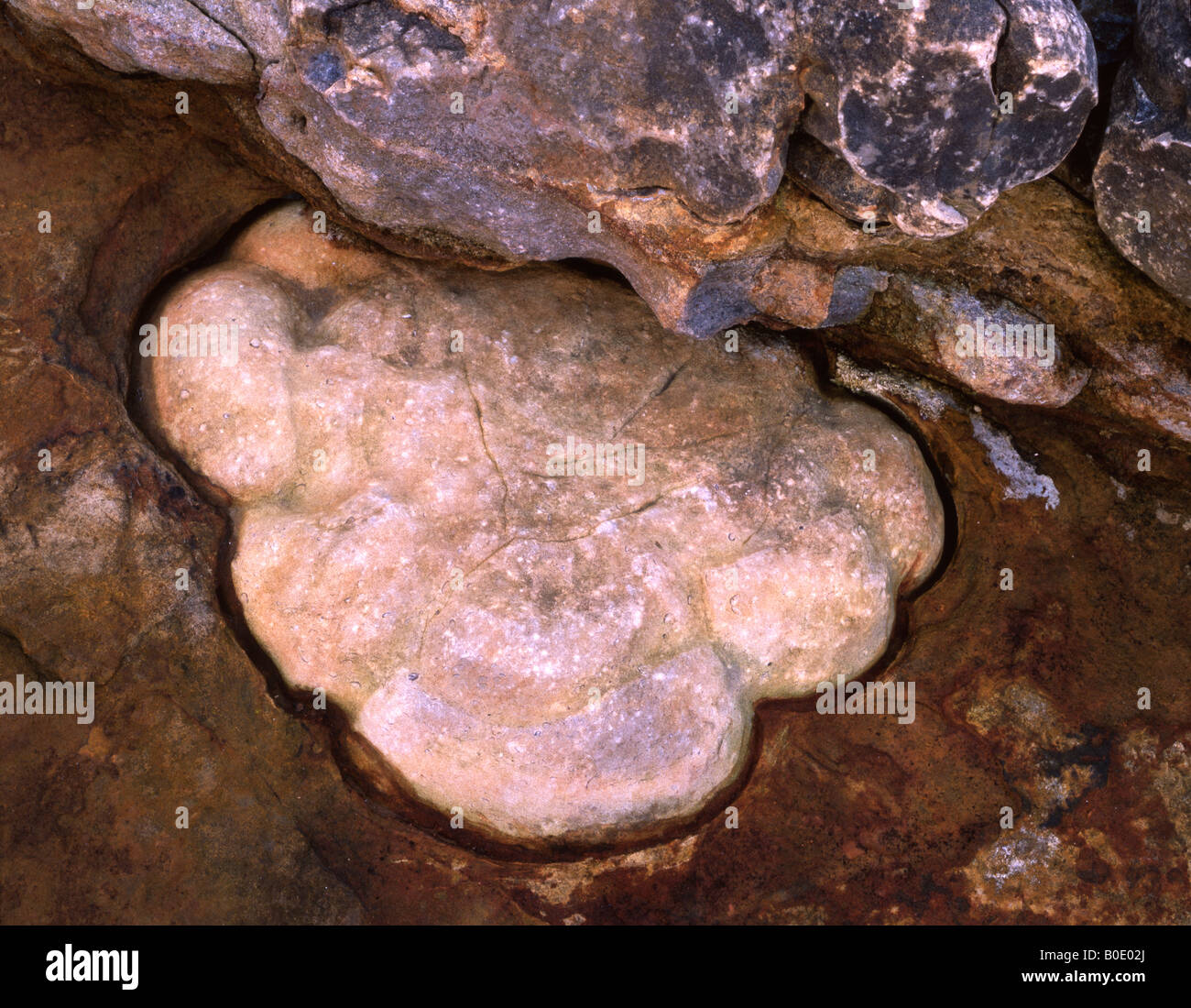 Limestone concretion in sandstone bedrock, Laig Bay, Eigg, Scotland ...