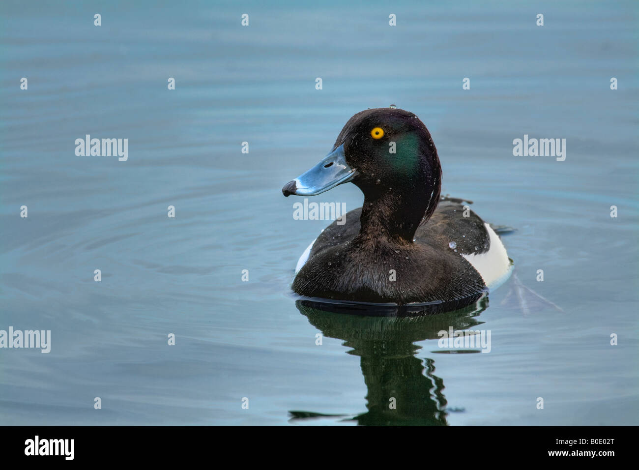 Duck facing camera hi-res stock photography and images - Alamy