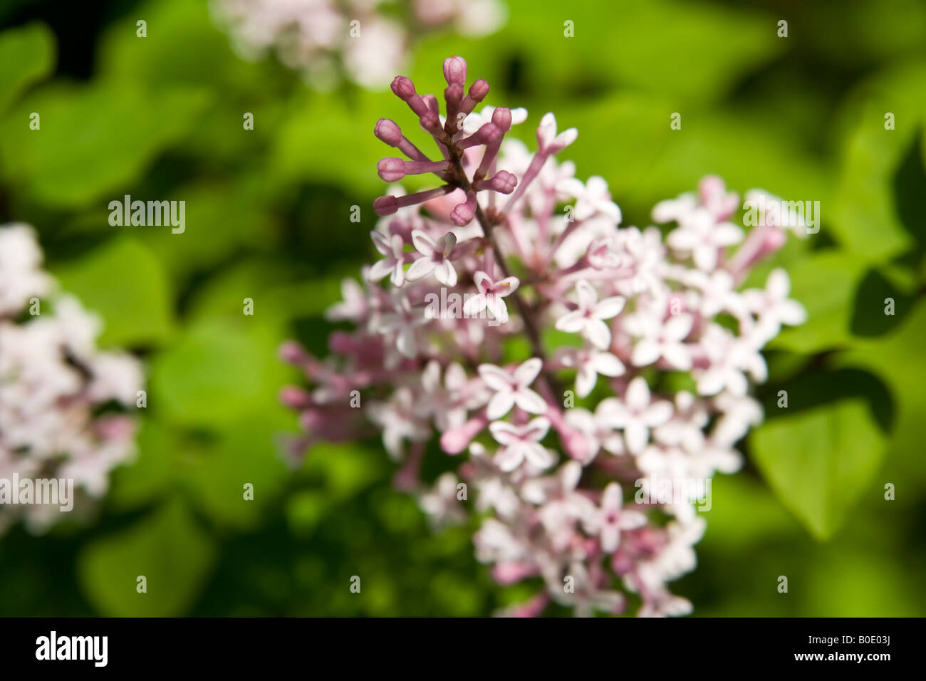 Syringa microphylla hi-res stock photography and images - Alamy
