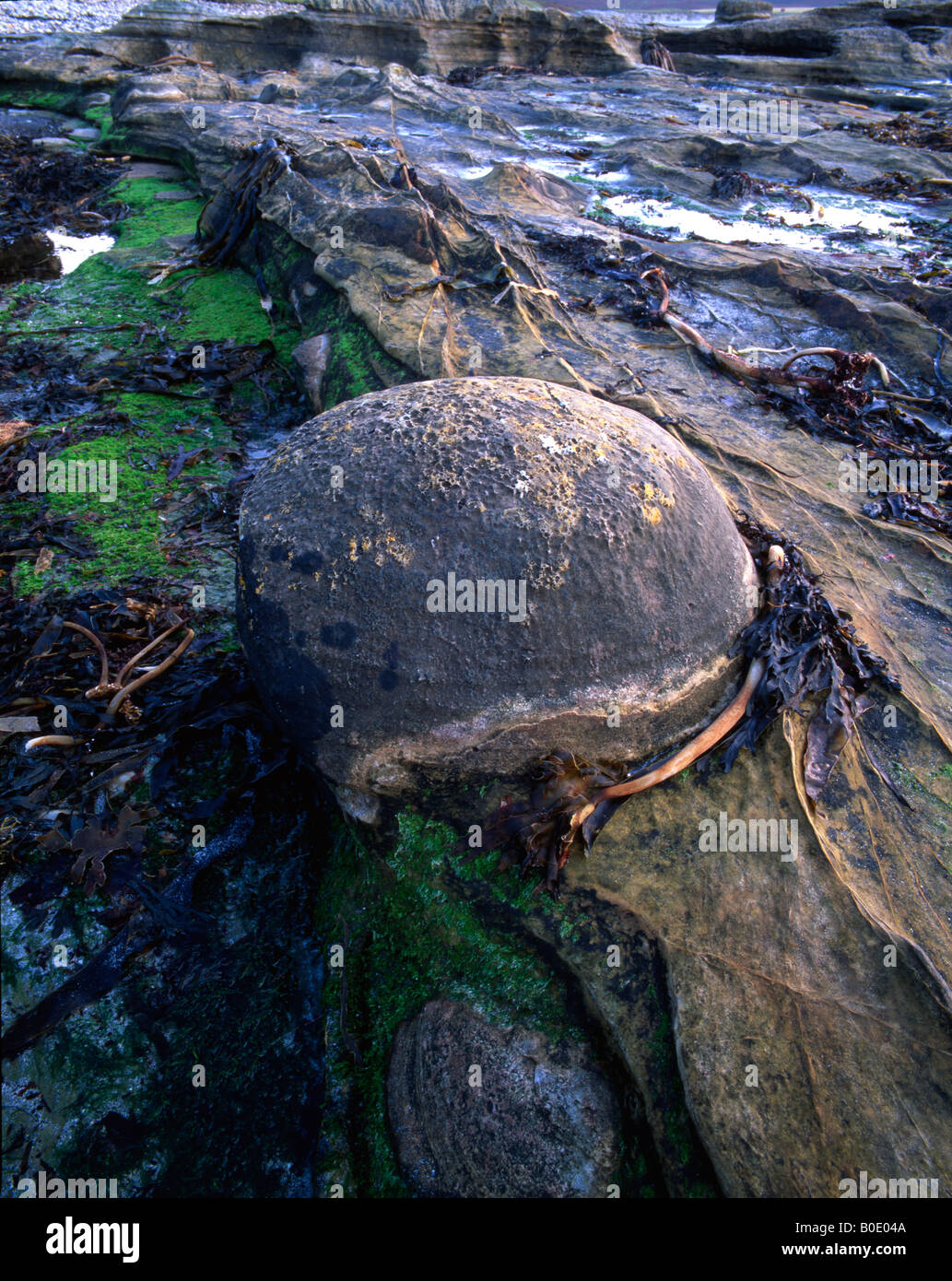 Limestone concretion in sandstone bedrock, Laig Bay, Eigg, Scotland ...