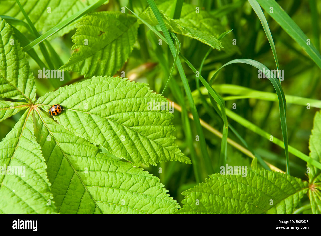 A multi-spotted ladybird on a horse chestnut tree leaf (Aesculus ...