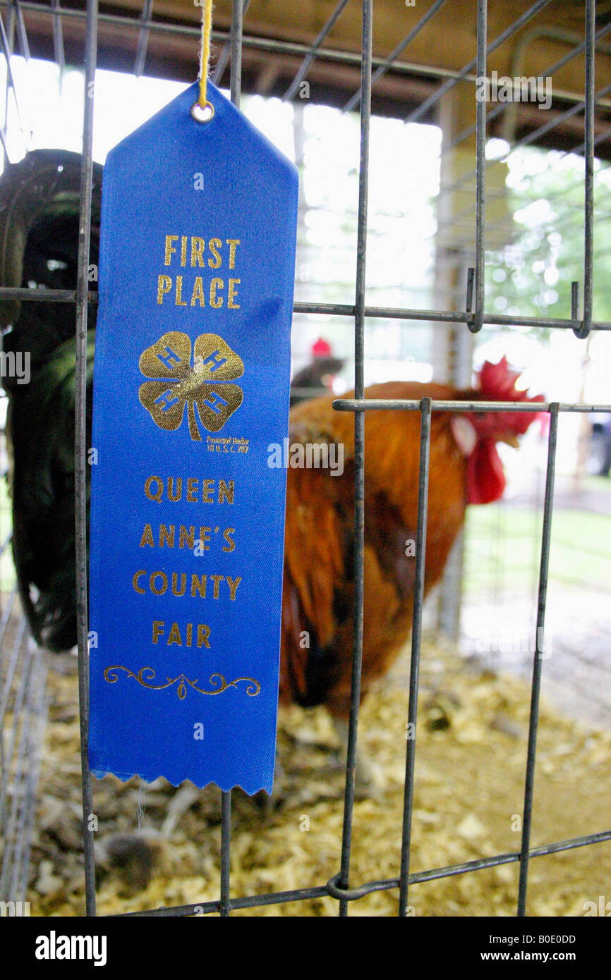 blue ribbon winning rooster at county fair Stock Photo - Alamy