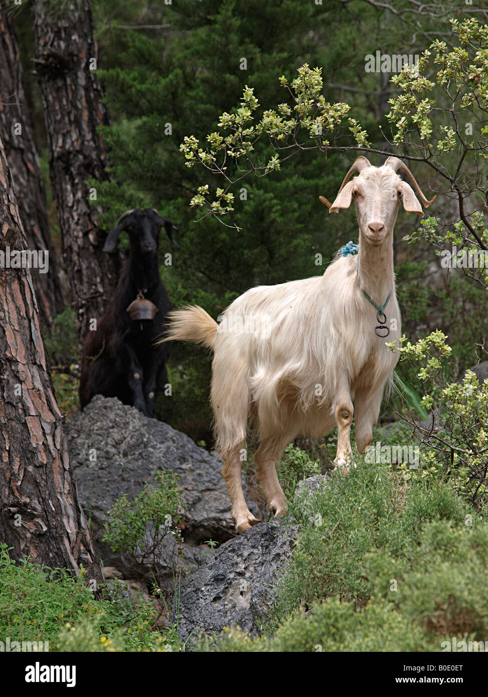 DOMESTICATED GOAT IN ROCKY WOODLAND NEAR MARMARIS MUGLA TURKEY Stock ...